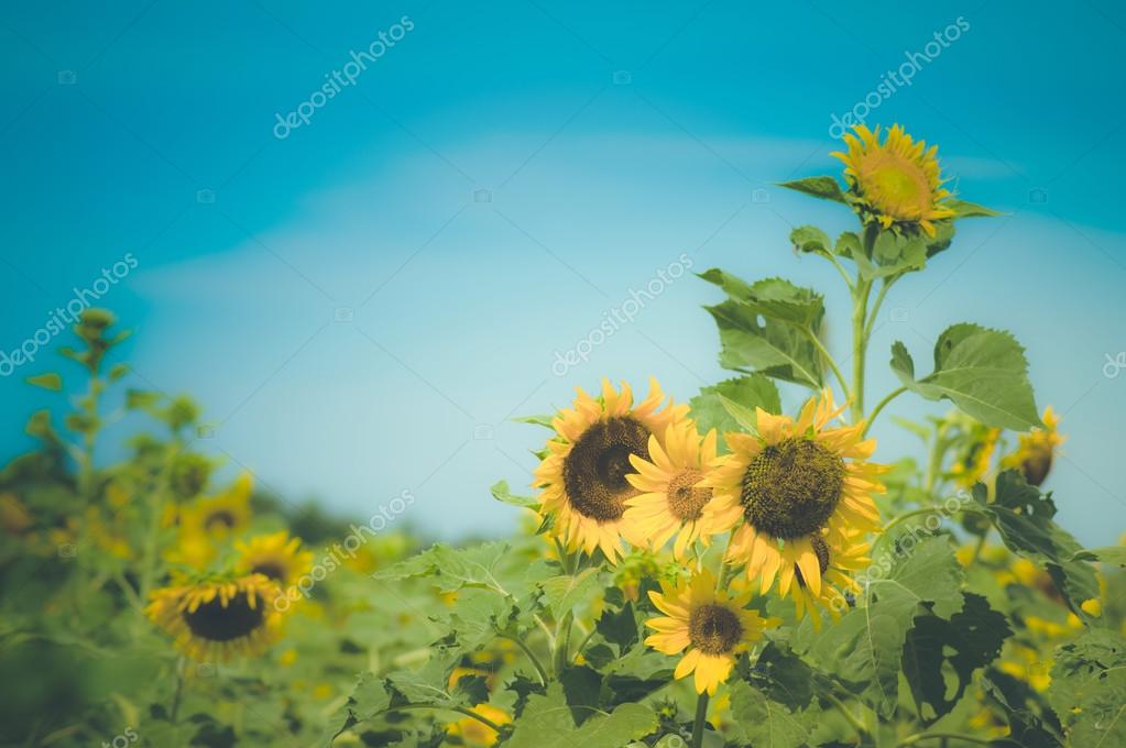 Vintage Sunflower Field