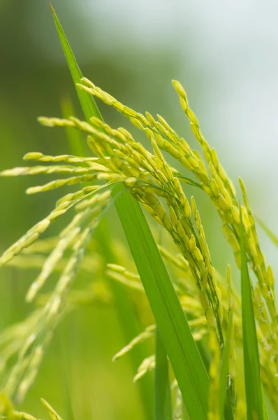Rice paddy Stock Photos, Royalty Free Rice paddy Images | Depositphotos