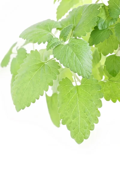 Catnip Stock Photos, Royalty Free Catnip Images | Depositphotos