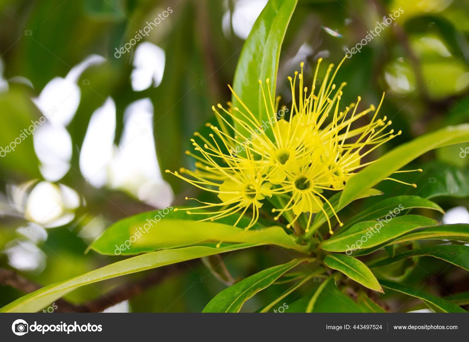 Queensland Flower