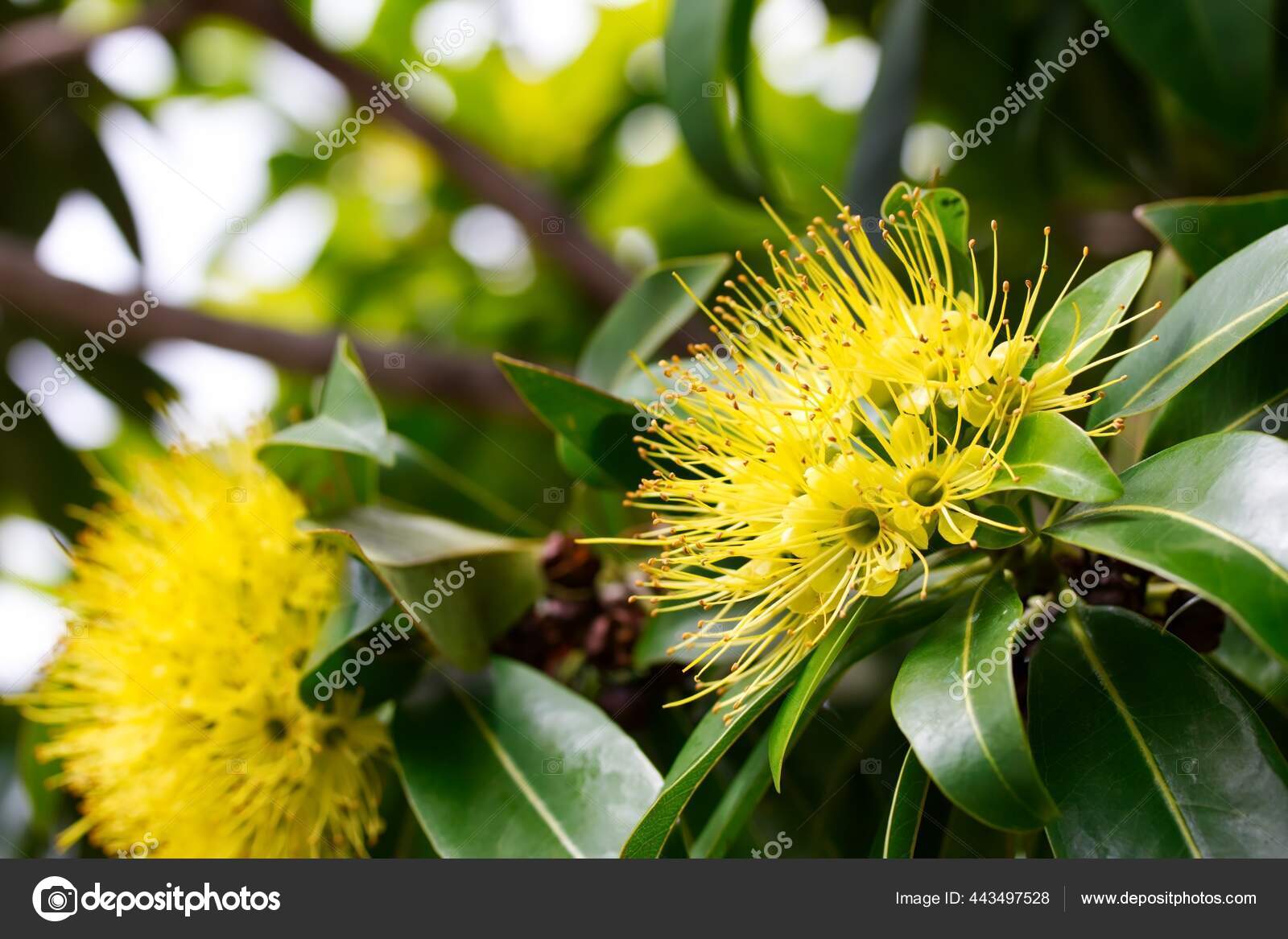 Queensland Flower