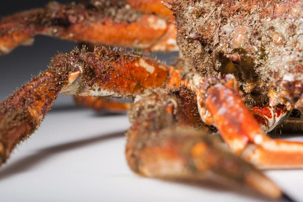 Spider shell Stock Photos, Royalty Free Spider shell Images | Depositphotos