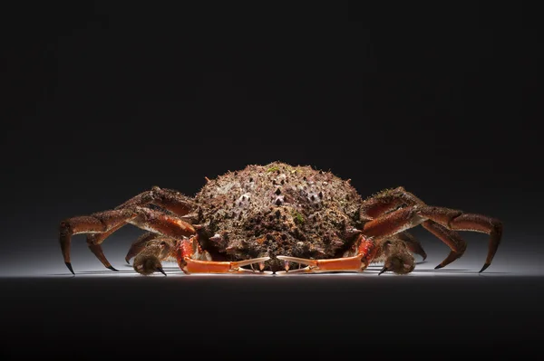 Spider shell Stock Photos, Royalty Free Spider shell Images | Depositphotos