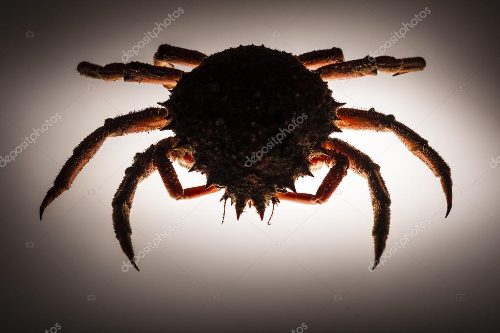 Black Spider Crab