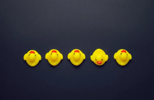 Different duck Stock Photos, Royalty Free Different duck Images ...