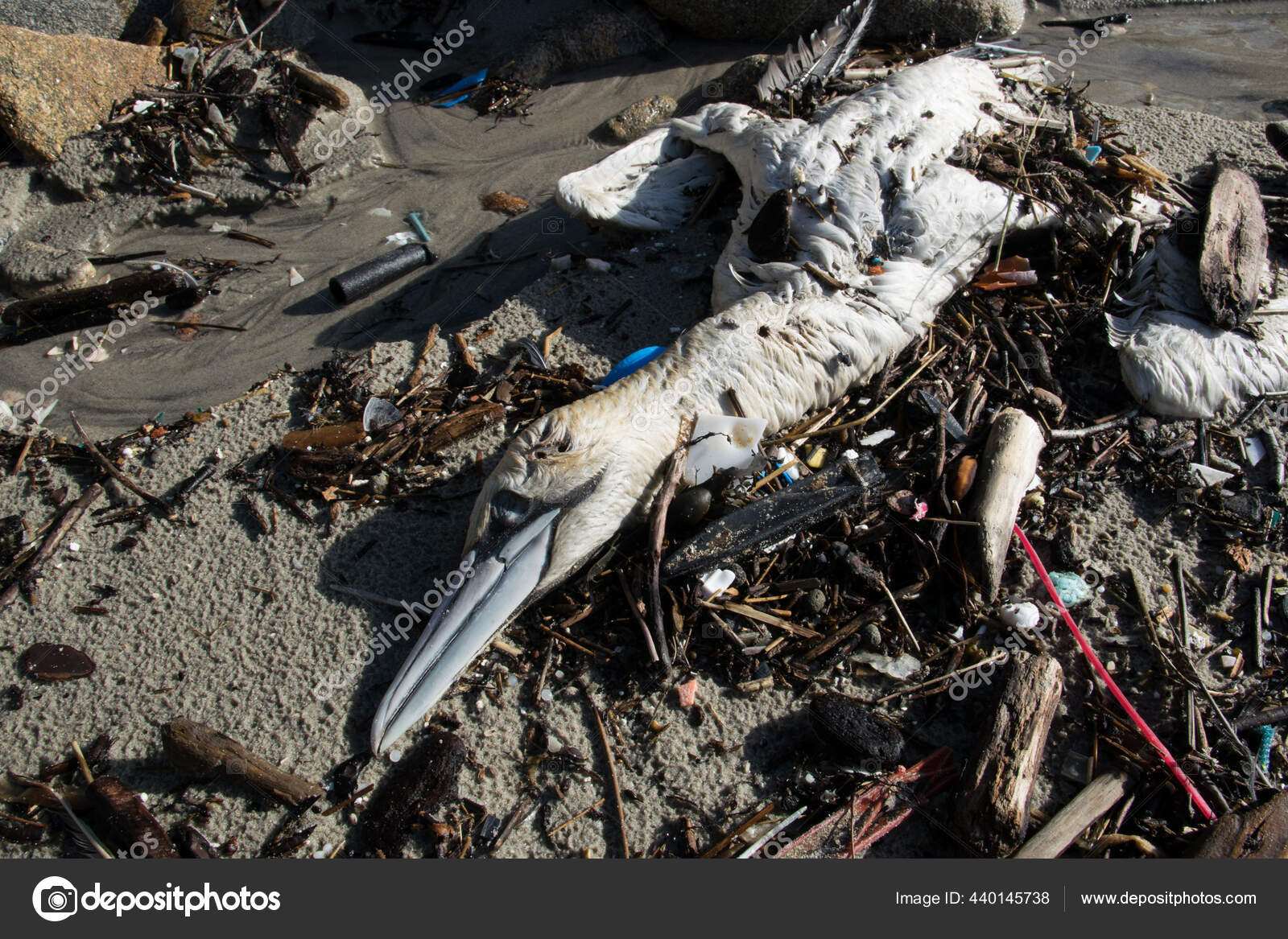Dead Rotten Bird Beach Due Plastic Pollution Sea Global Warming — Stock ...