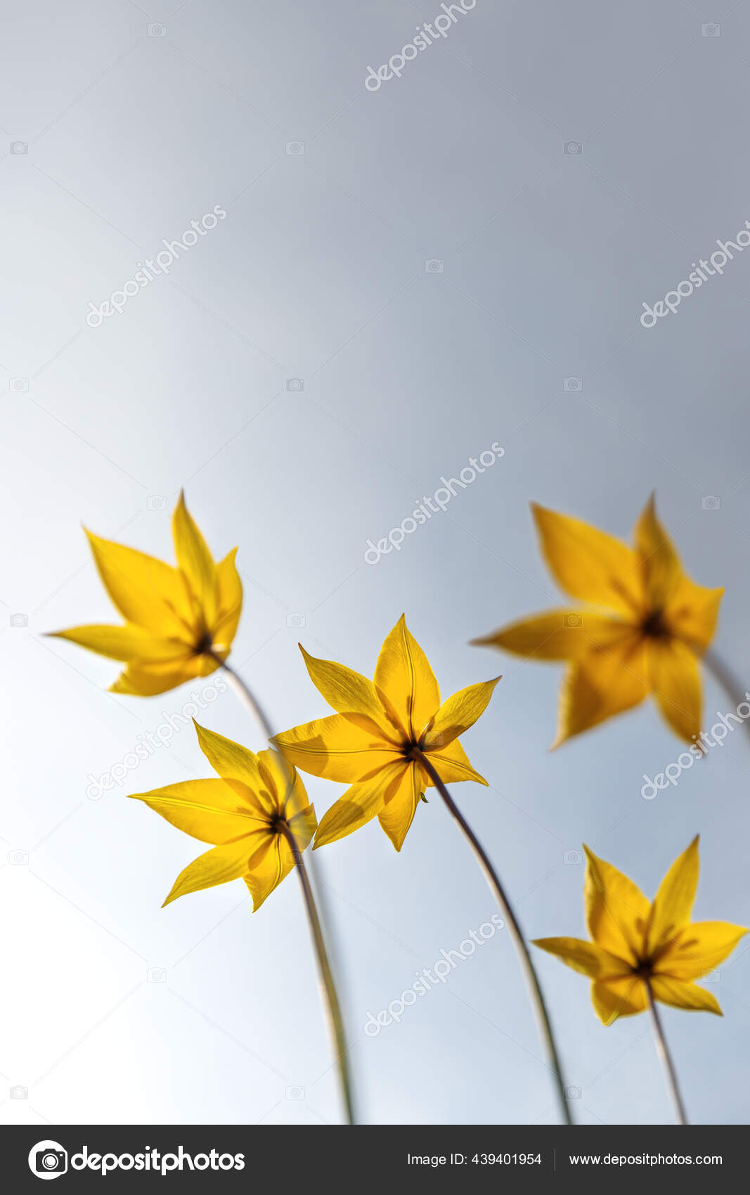 Wild Yellow Spring Rare Flowers Tulip Scythica Sylvestris Bieberstein ...