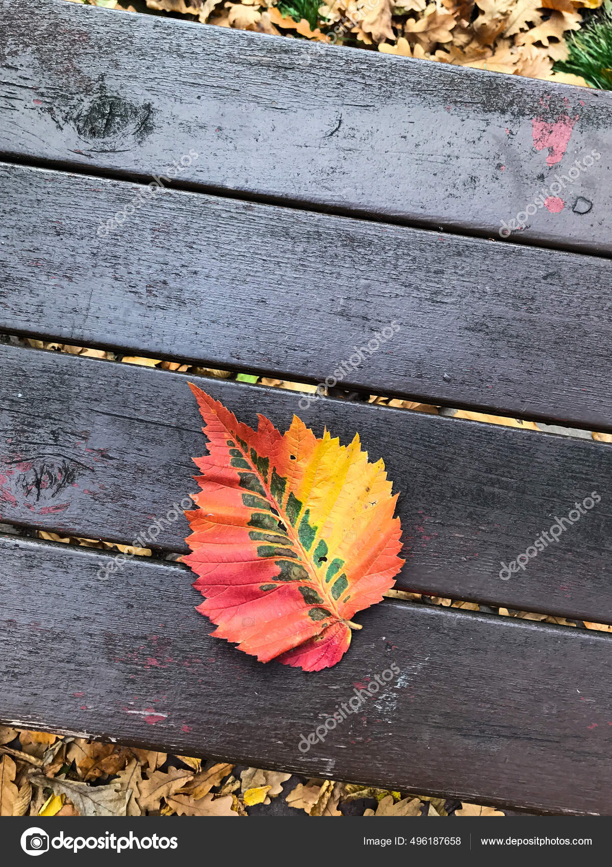 Big Red Leaf Lying Bench Closeup Beautiful Dried Colored Fallen — Stock ...
