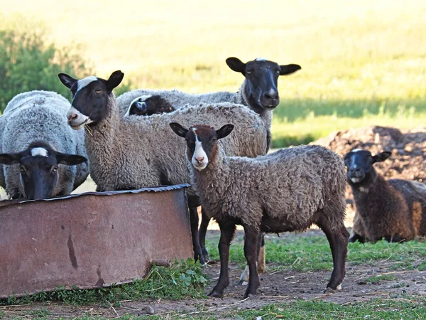 Livestock water trough Stock Photos, Royalty Free Livestock water ...