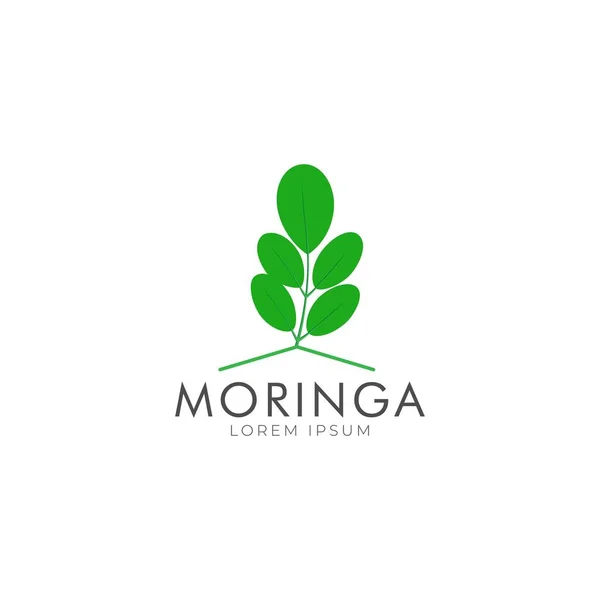 Moringa leaf Vector Art Stock Images | Depositphotos
