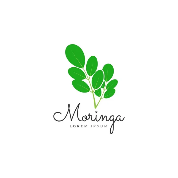 Moringa leaf Vector Art Stock Images | Depositphotos