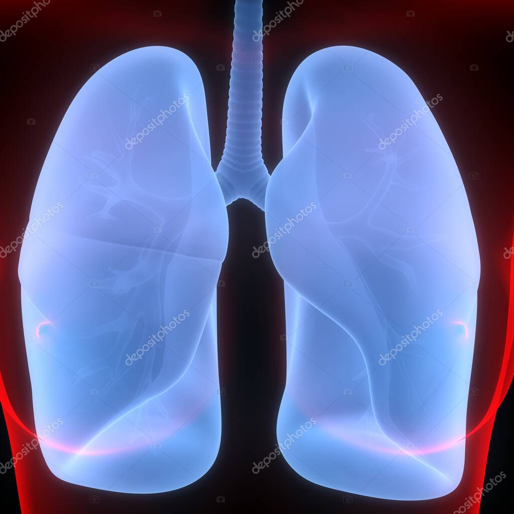 Los pulmones son una parte de la anatomía del sistema respiratorio ...