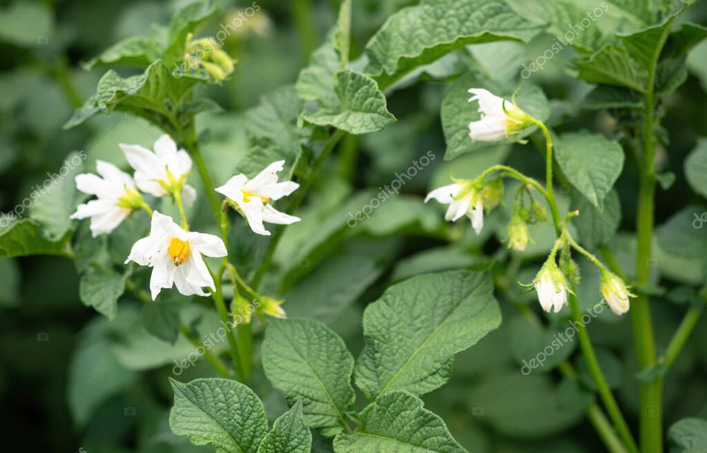 Flor blanca de planta de papa floreciente. Hermosas flores blancas y ...