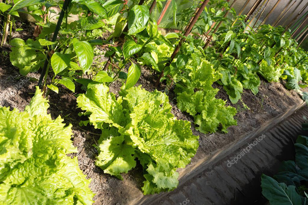 Cabezas frescas maduras de col de lechuga (Lactuca sativa) en parcela ...