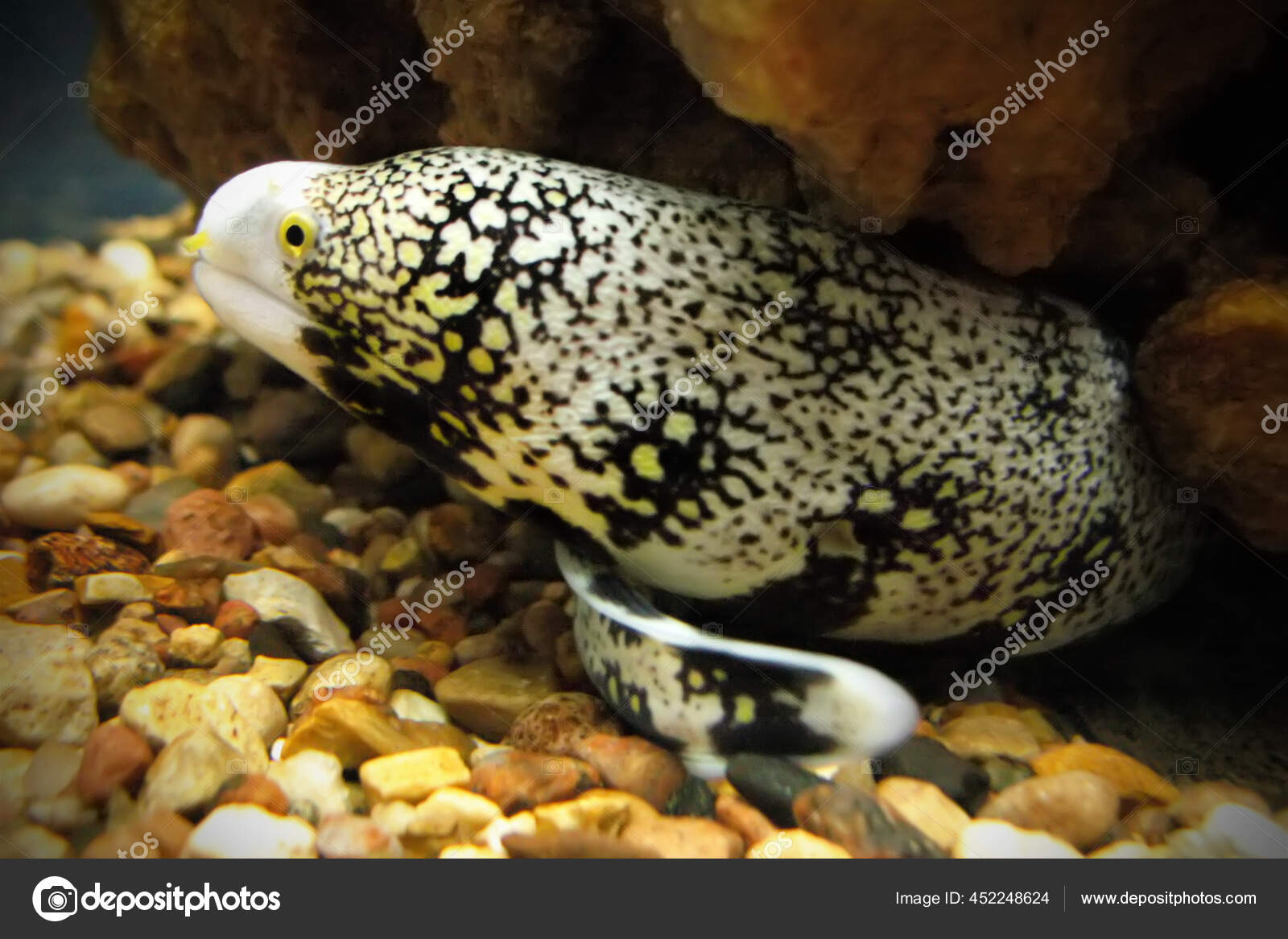 Snowflake Eel