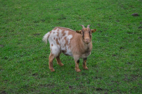 Little brown baby goat Stock Photos, Royalty Free Little brown baby ...