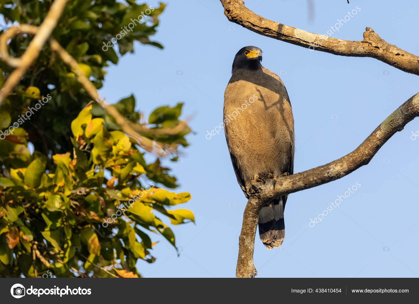 Indian Serpent Eagle