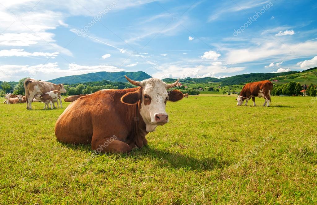 Vaca acostada en un campo 2024