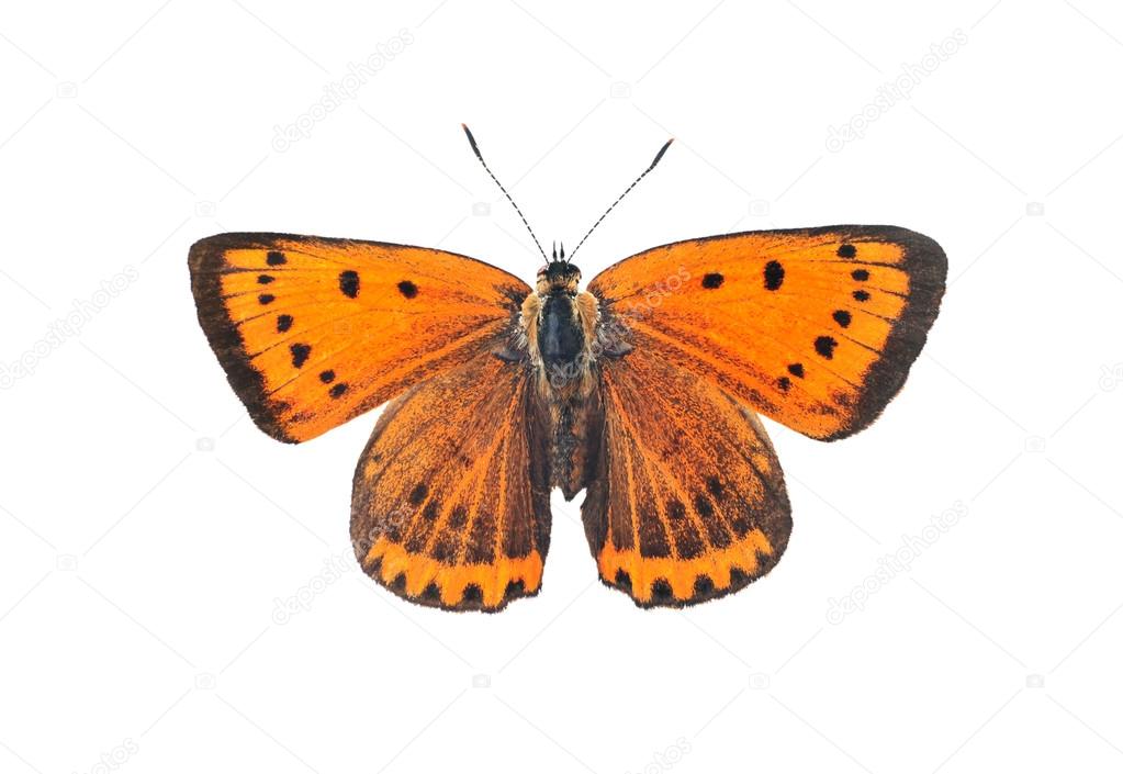 Large copper butterfly, isolated on white — Stock Photo © UrosPoteko ...