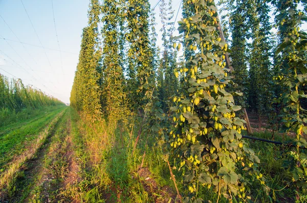 Hops field Stock Photos, Royalty Free Hops field Images | Depositphotos