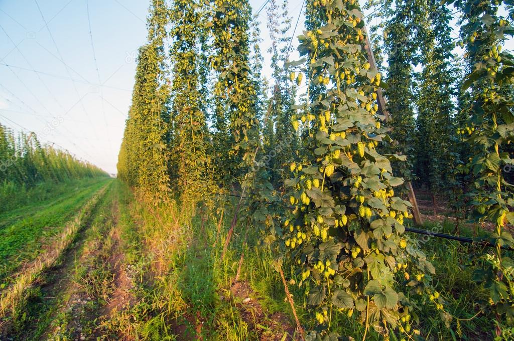 Green hops field — Stock Photo © UrosPoteko #122091754