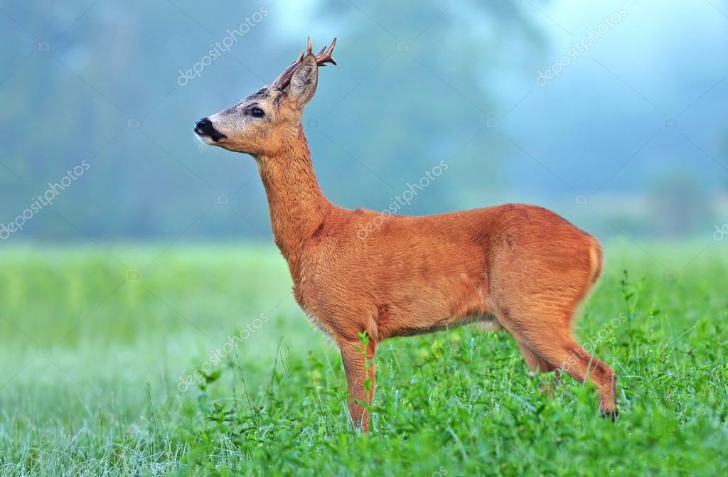 Wild roe deer (Capreolus capreolus) in a field Stock Photo by ...