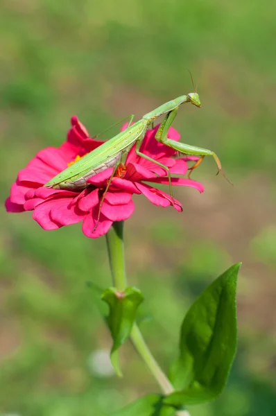 Mantis religiosa flor fotos de stock, imágenes de Mantis religiosa flor ...