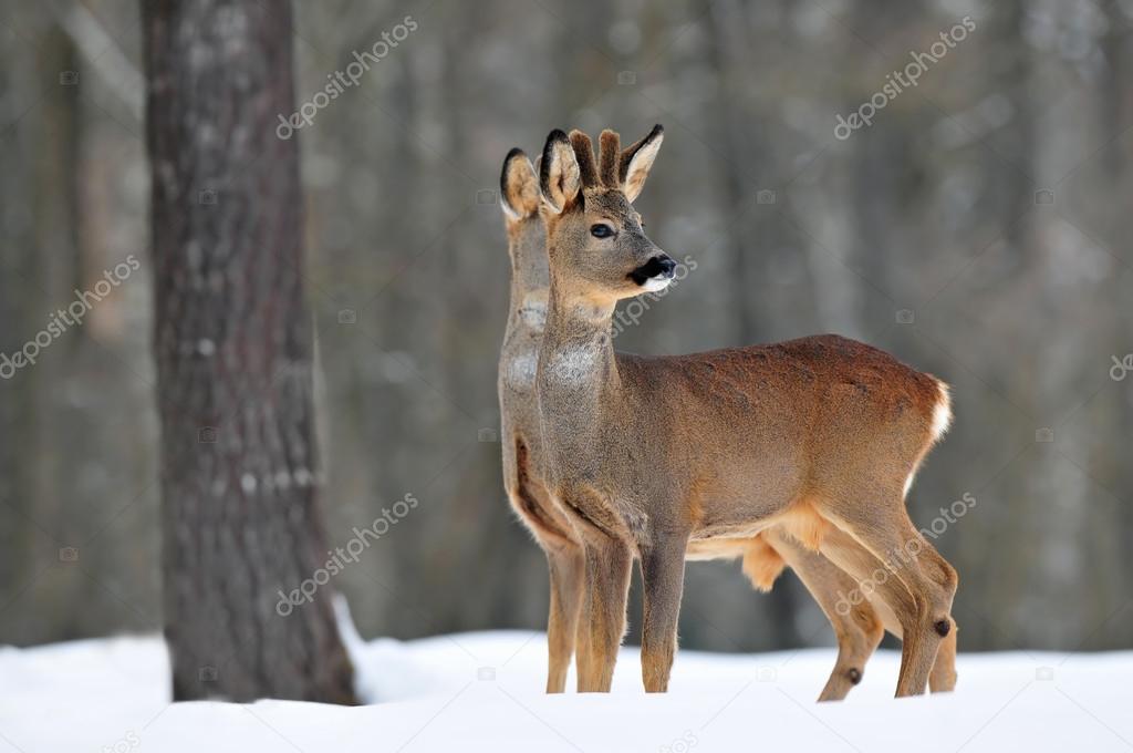 Two roe deer in winter — Stock Photo © UrosPoteko #55505597