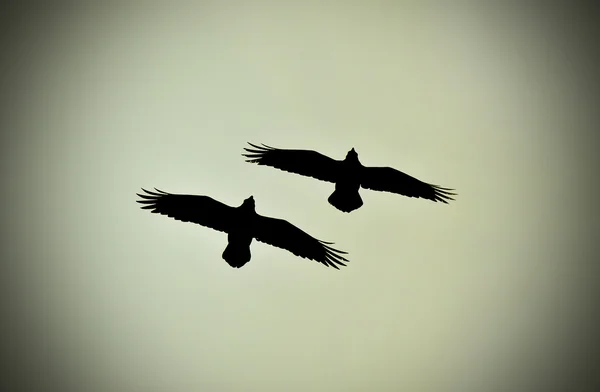 Ravens flying Stock Photos, Royalty Free Ravens flying Images ...