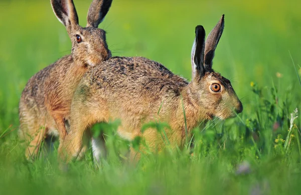 Big hare Stock Photos, Royalty Free Big hare Images | Depositphotos