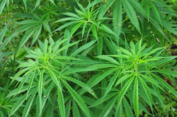 Weed Cannabis Marijuana Leaf Plant Growing Farm Legalization World ...