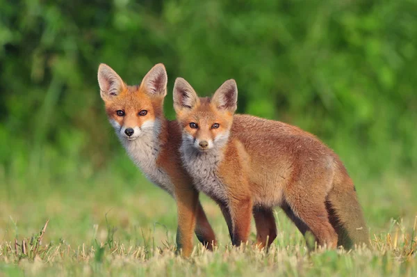Foxes Stock Photos, Royalty Free Foxes Images | Depositphotos