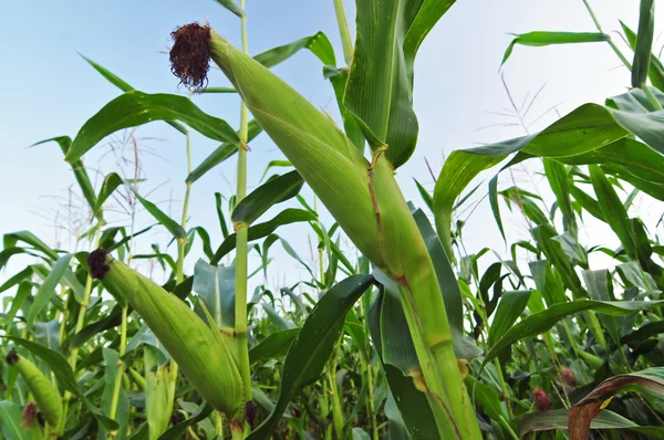 Corn tree Stock Photos, Royalty Free Corn tree Images | Depositphotos