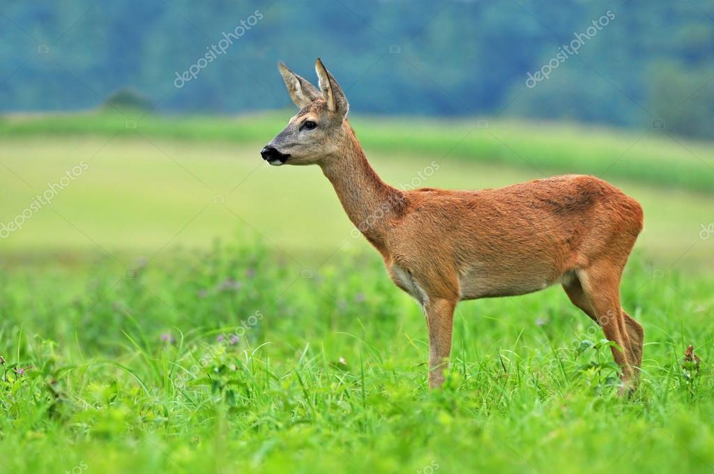 Female roe deer — Stock Photo © UrosPoteko #87251898