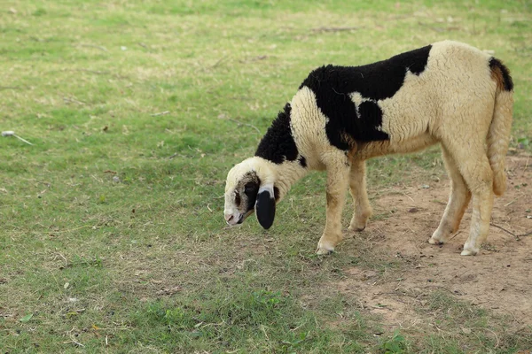 Piebald nubian goat Stock Photos, Royalty Free Piebald nubian goat ...