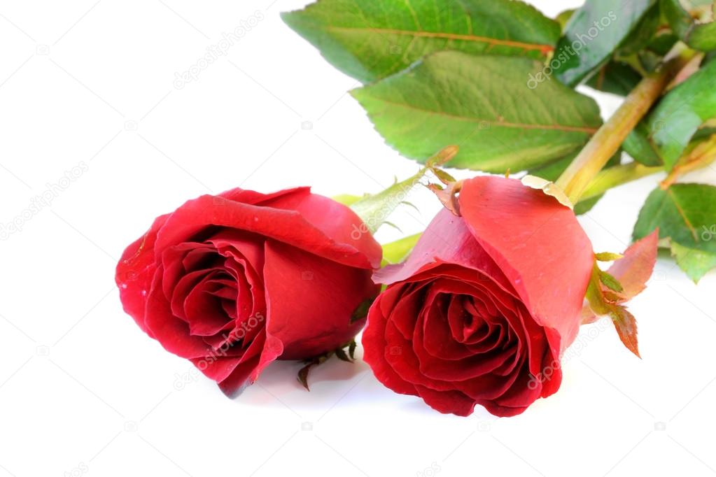 Two Red Rose Flower Photos - Home Alqu