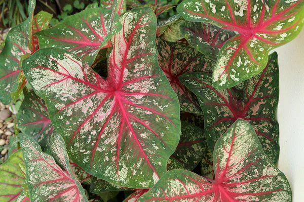 Fancy Leaved Caladium, plant background. - Stock Image - Everypixel