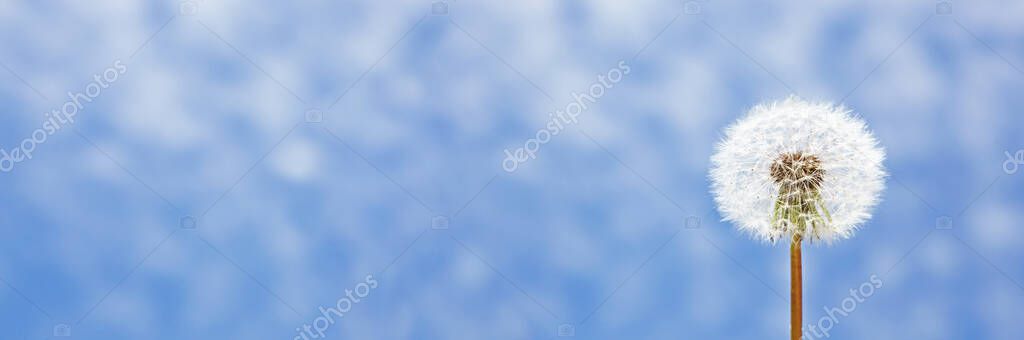 Dandelion seed background Stock Photos, Royalty Free Dandelion seed ...