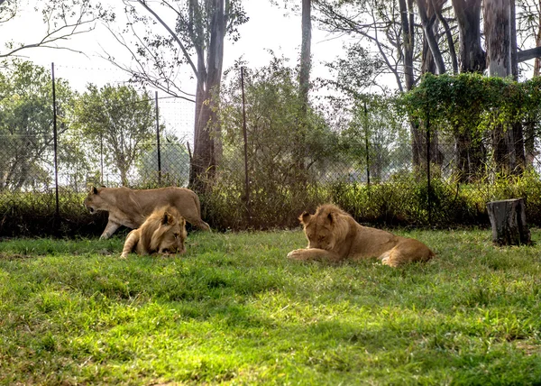 Lion food web Stock Photos, Royalty Free Lion food web Images ...