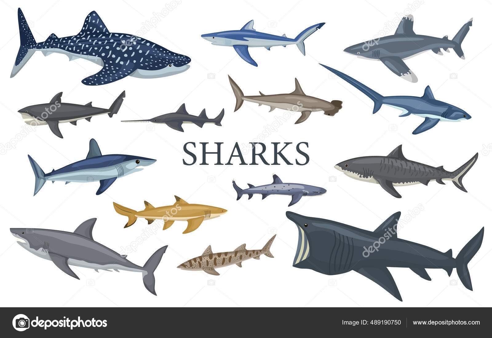 Set Shark Isolated White Background Flat Different Kind Sharks ... Set Shark Isolated White Background Flat Different Kind Sharks ...
