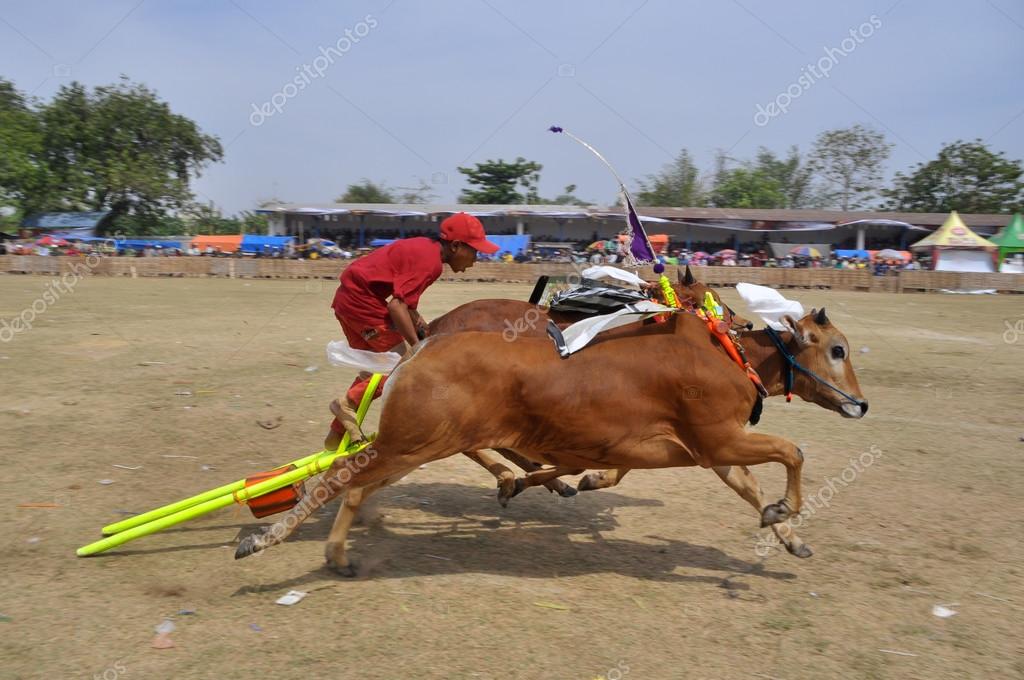 Karapan Sapi La tradicional carrera de toros de Indonesia 2022