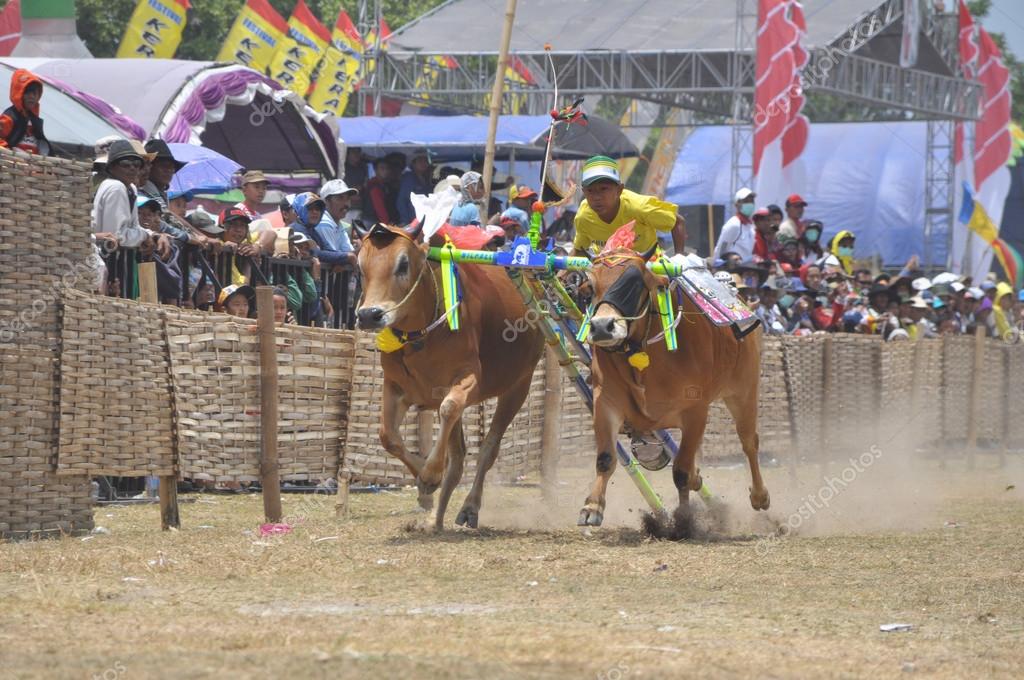 Karapan Sapi La tradicional carrera de toros de Indonesia 2024