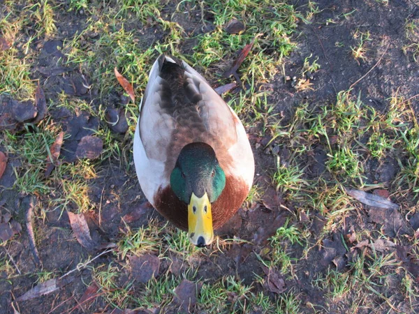 Largest duck in europe Stock Photos, Royalty Free Largest duck in ...