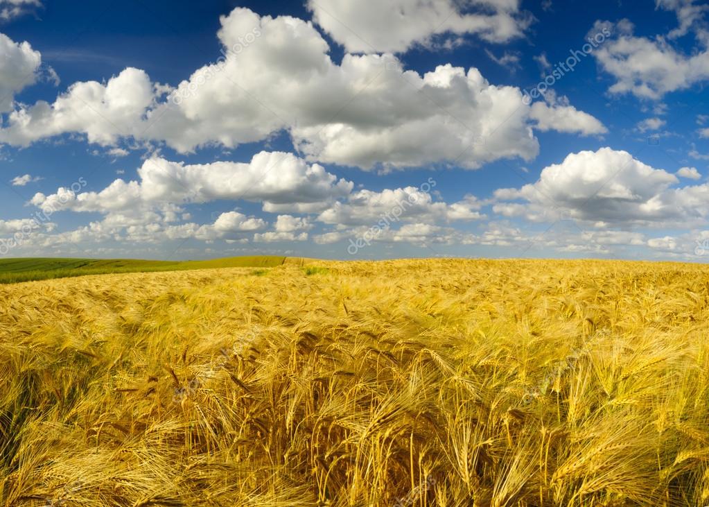 Summer fields, ripening grain crop fields in Germany — Stock Photo ...
