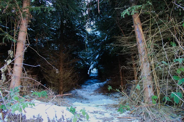 Narnia forest Stock Photos, Royalty Free Narnia forest Images ...