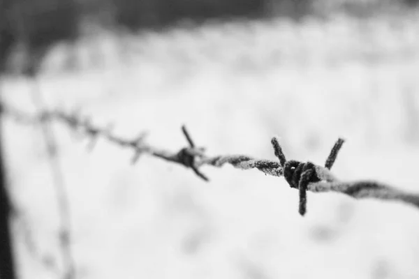 Barbed wire feet Stock Photos, Royalty Free Barbed wire feet Images ...