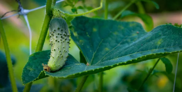 Small gherkin Stock Photos, Royalty Free Small gherkin Images ...