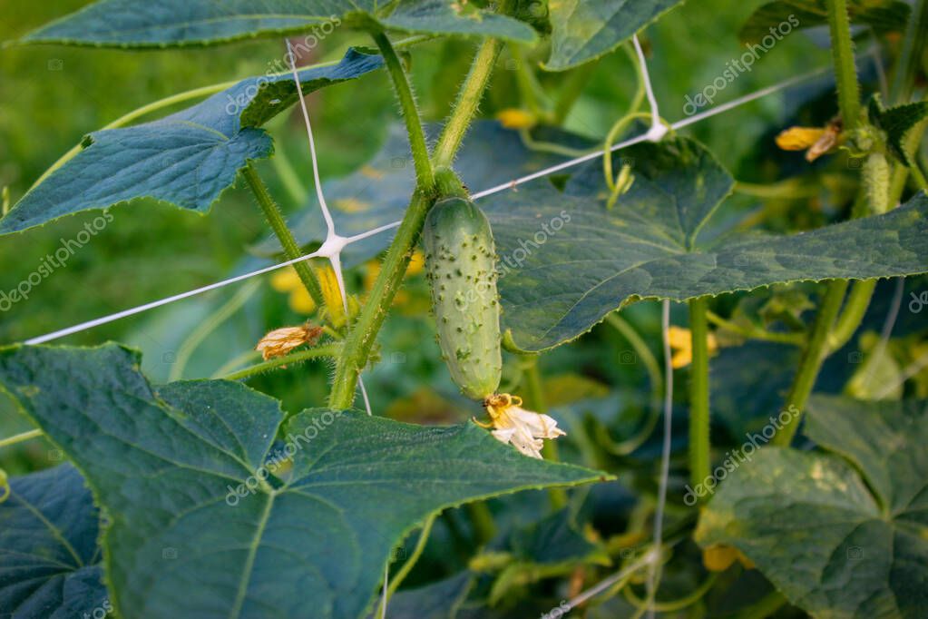 Un pequeño pepinillo colgando en el aire rodeado de hojas en una ...