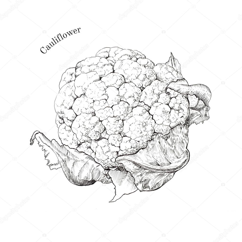 Cauliflower Line Drawing