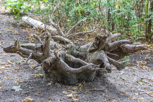 Growing tree roots Stock Photos, Royalty Free Growing tree roots Images ...